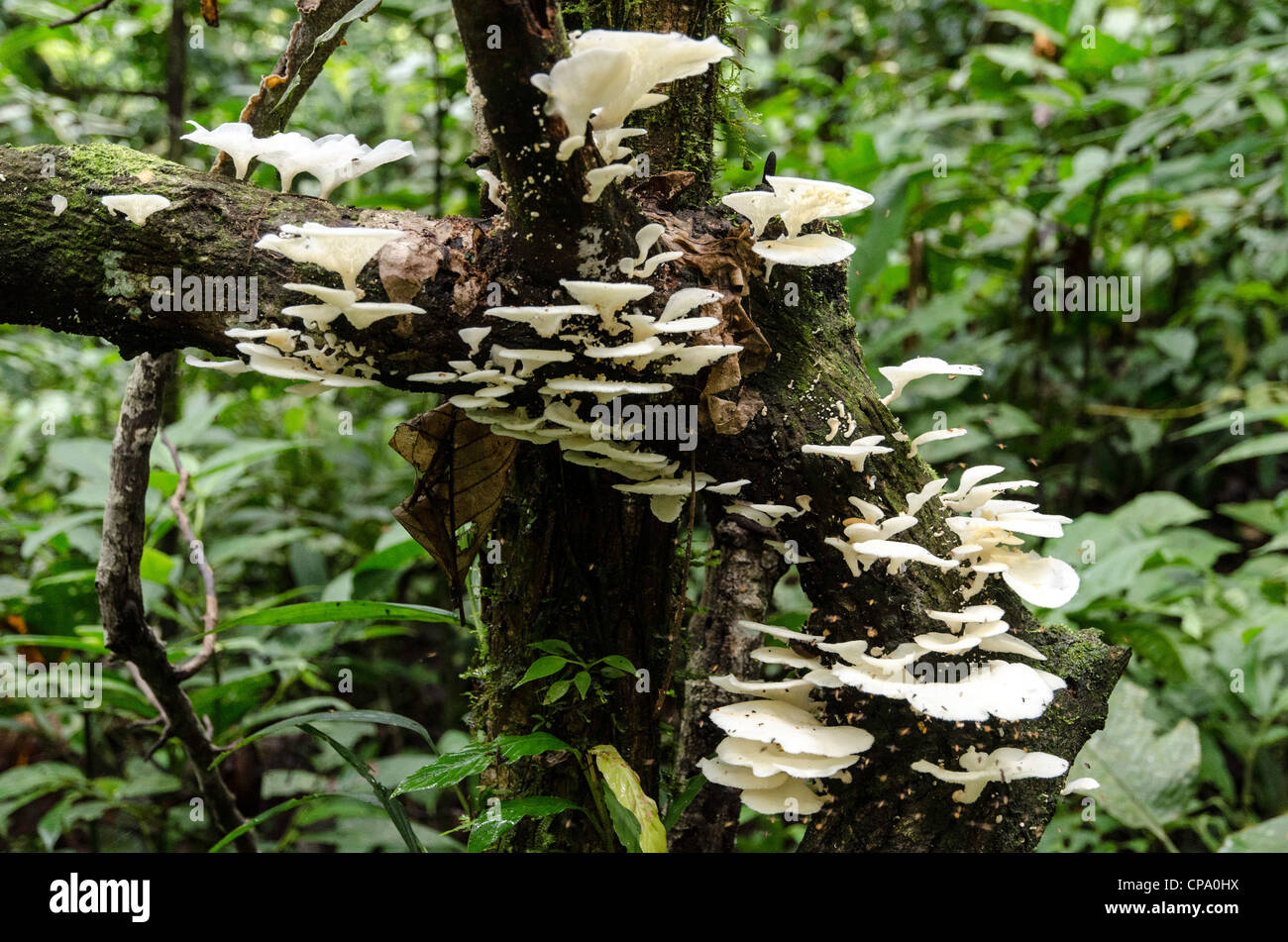 Amazon basin rainforest Tierras Orientales Ecuador Stock Photo - Alamy