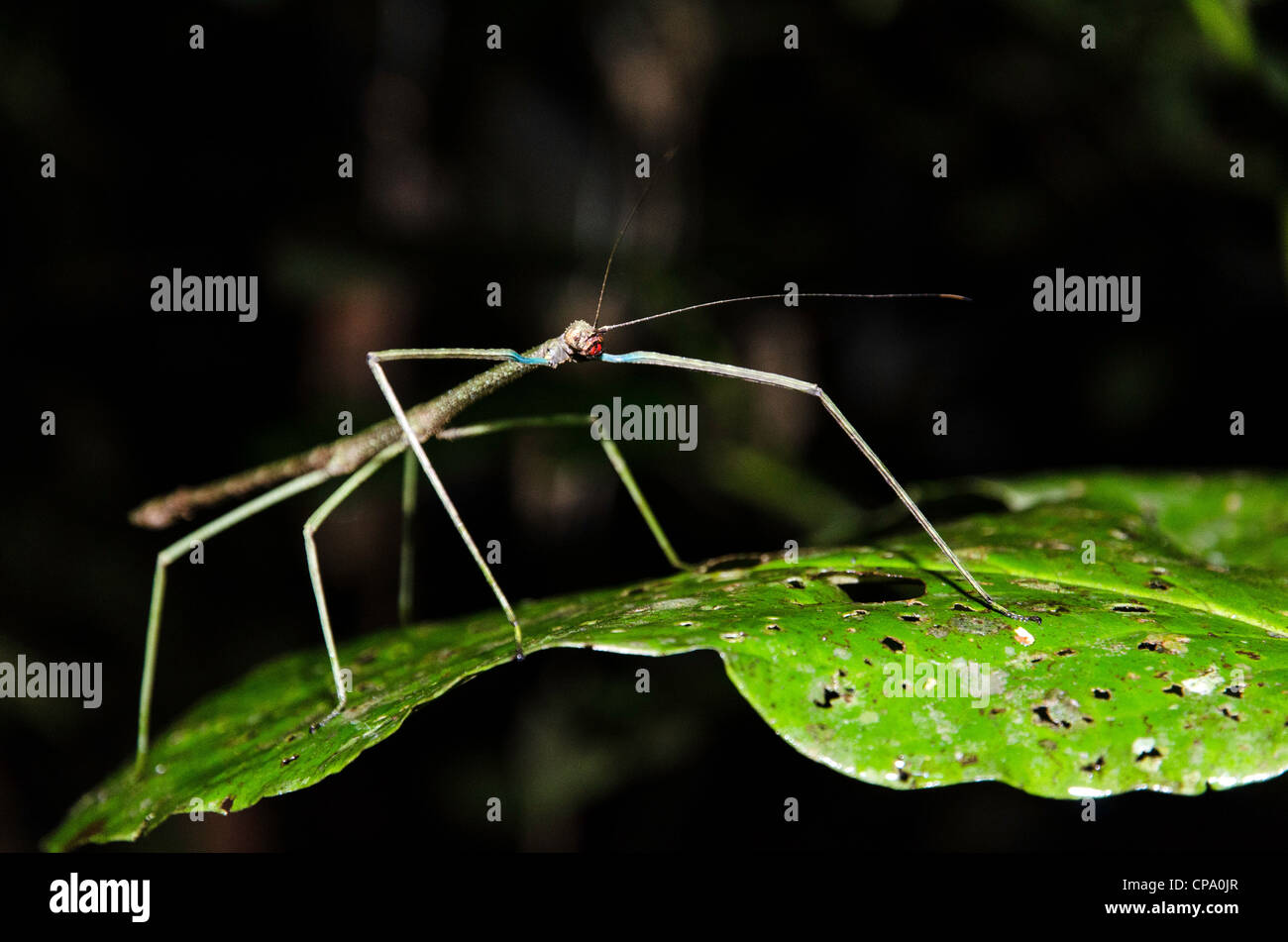 Amazon rainforest insects hi-res stock photography and images - Alamy