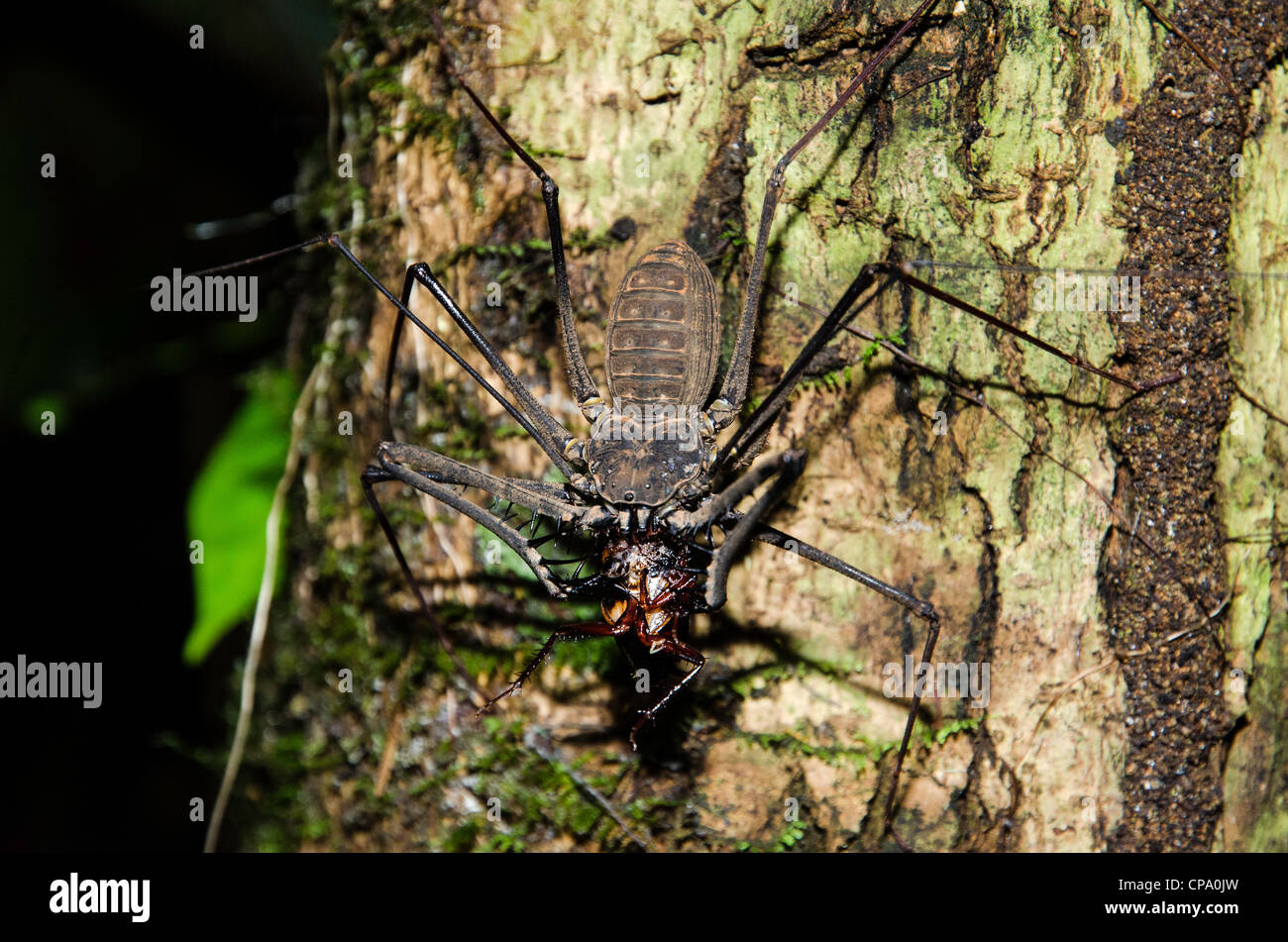 Amazon rainforest insects hi-res stock photography and images - Alamy