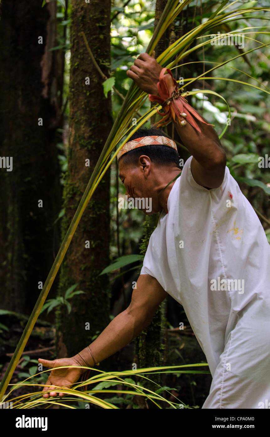 Secoya hi-res stock photography and images - Alamy