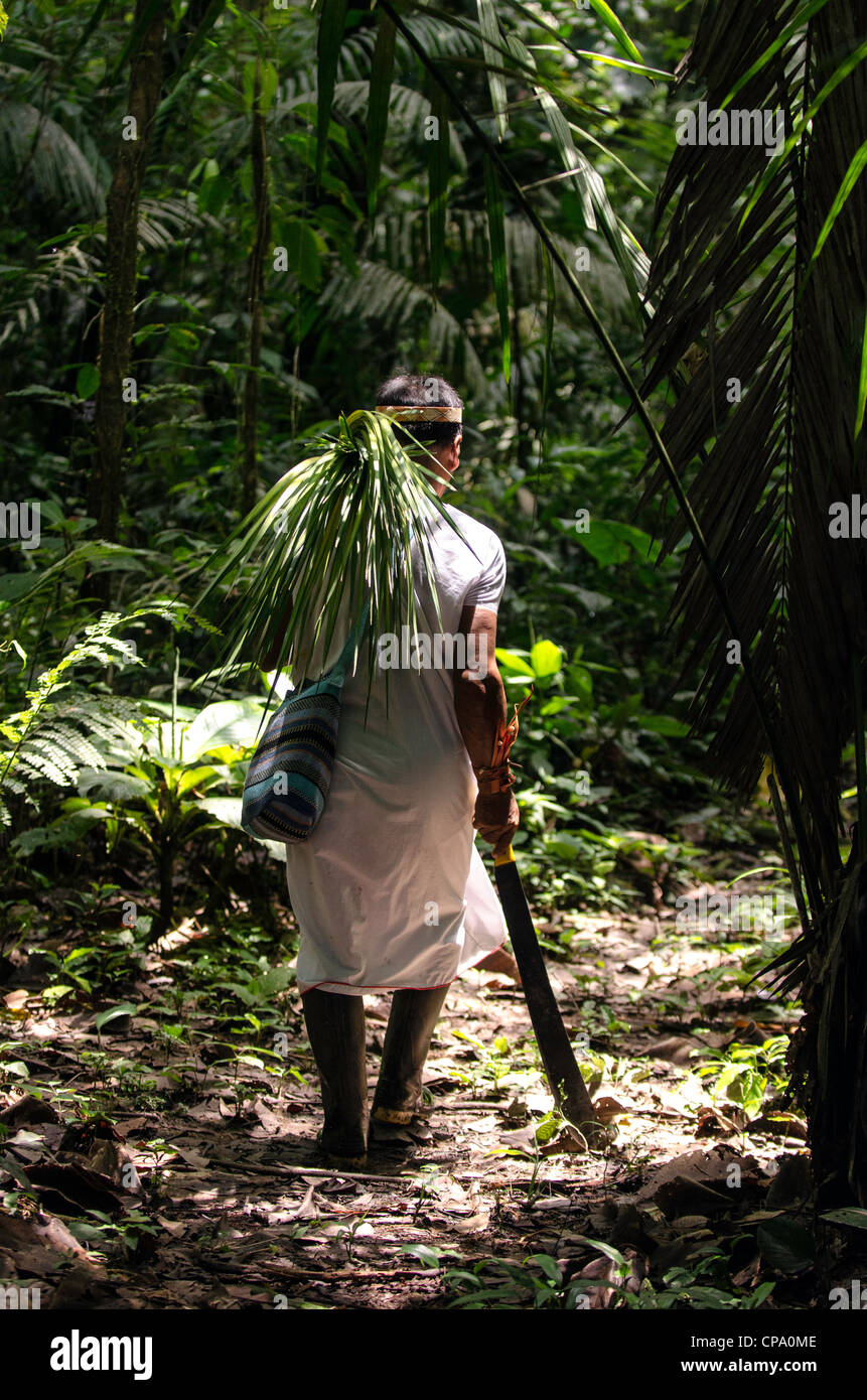 Secoya hi-res stock photography and images - Alamy