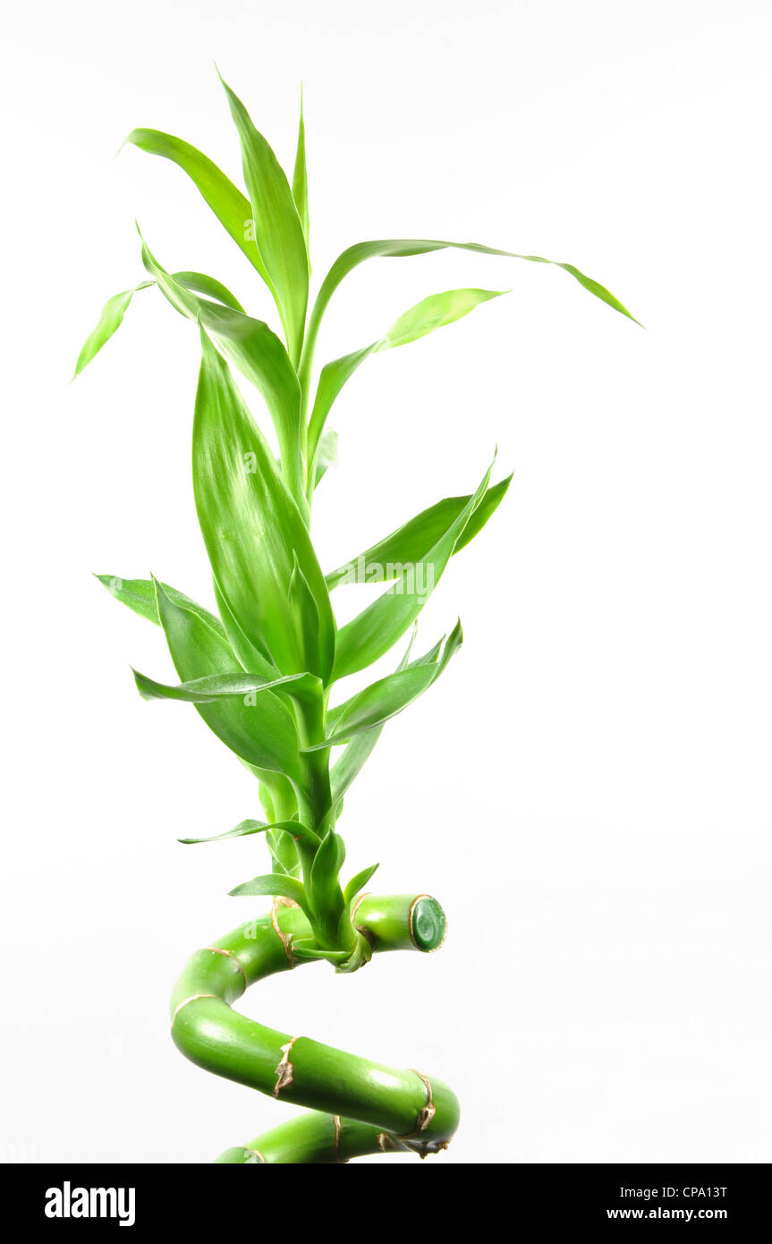 Isolated bamboo with white background Stock Photo - Alamy