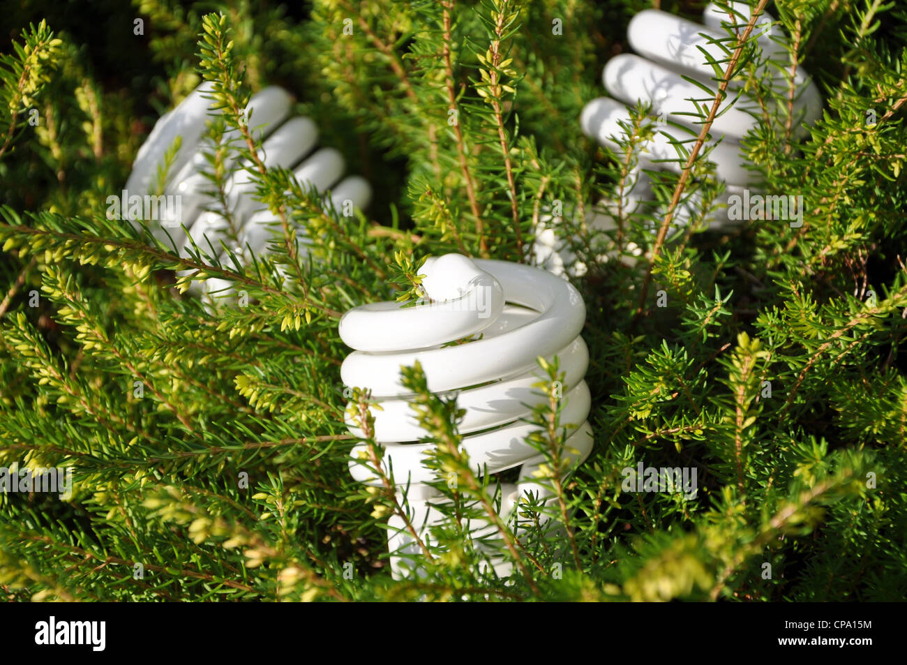 Save energy bulb with pine tree background Stock Photo - Alamy