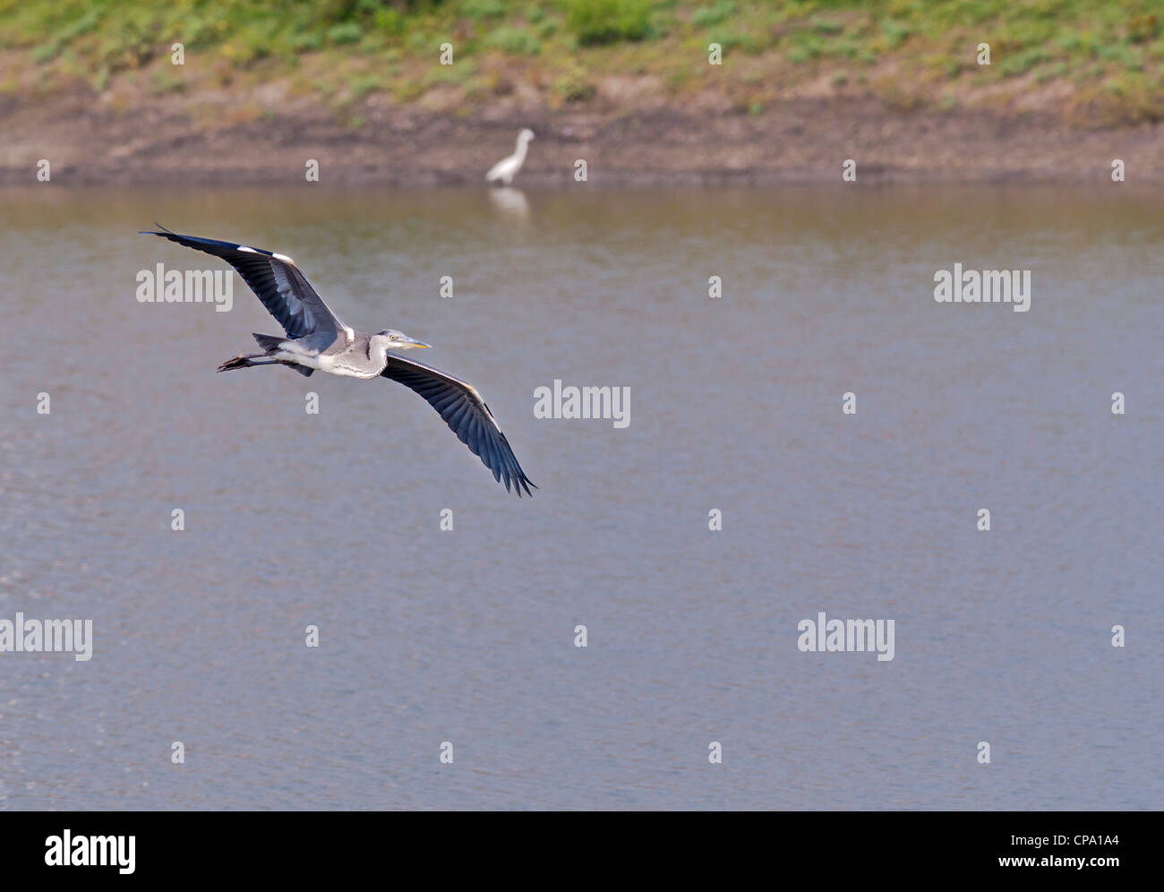 Gliding over water hi-res stock photography and images - Alamy