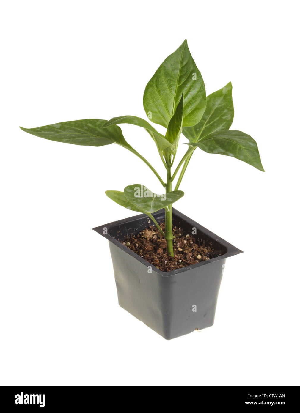 Capsicum annuum pot black Cut Out Stock Images & Pictures - Alamy