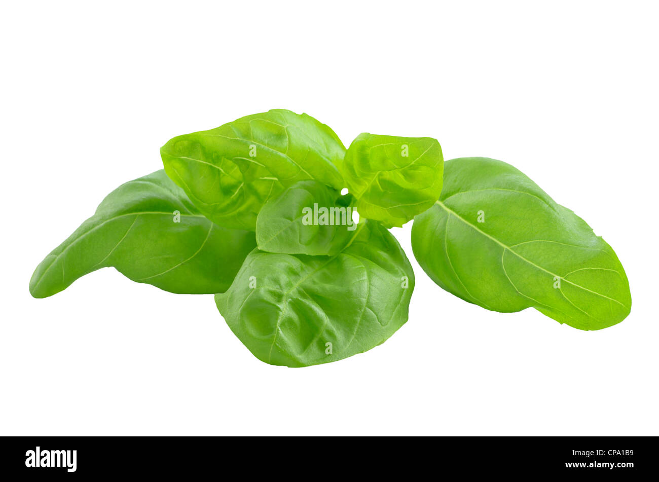 Green fresh basil herb Cut Out Stock Images & Pictures - Alamy