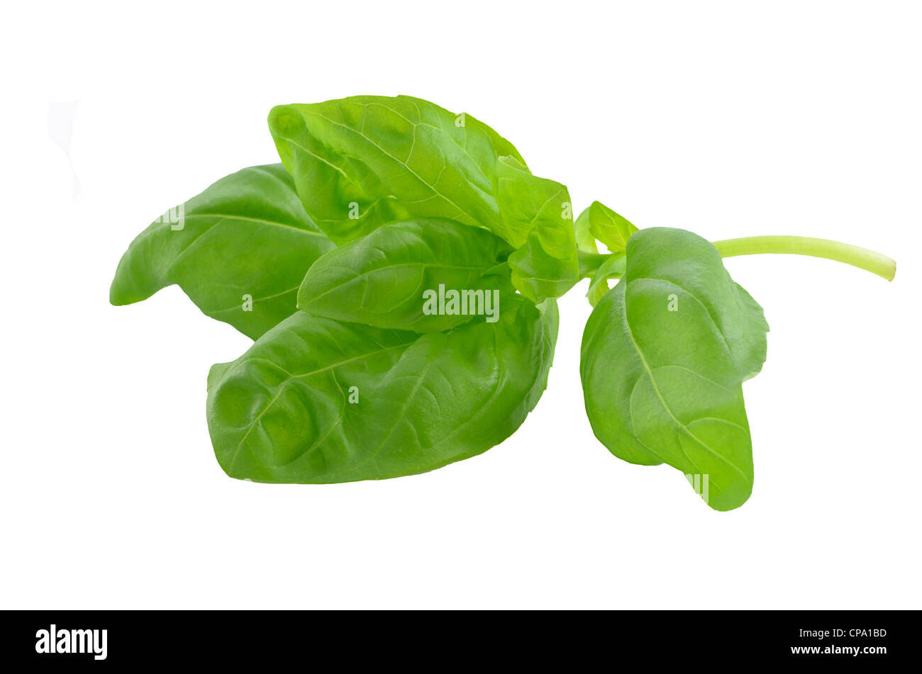 Green fresh basil herb Cut Out Stock Images & Pictures - Alamy