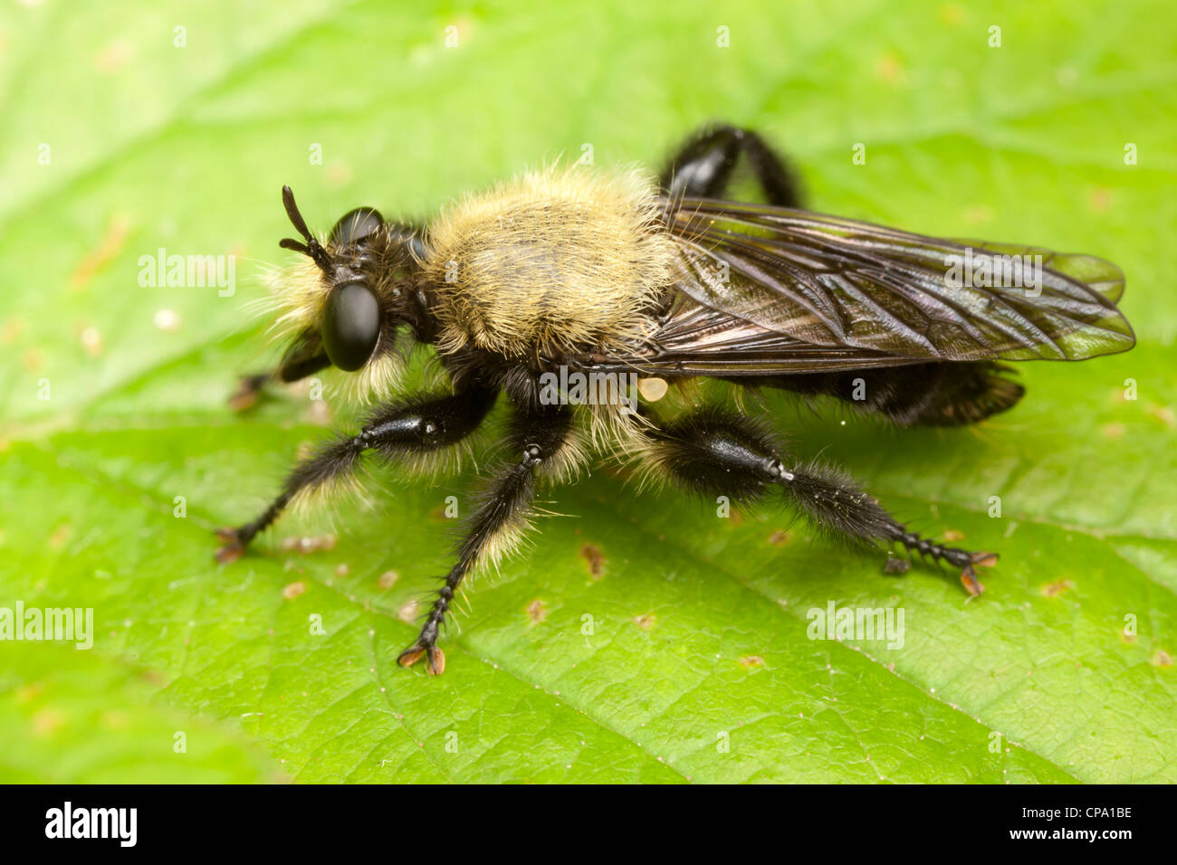 A Bee-like Robber Fly (Laphria flavicollis) perches on a leaf waiting for prey Stock Photo - Alamy