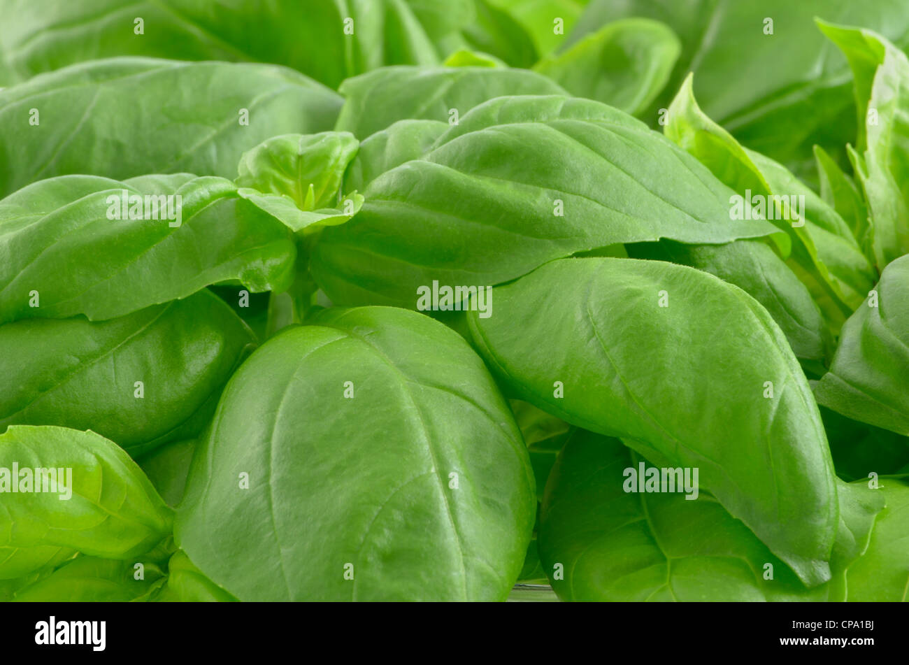 Basil fresh hi-res stock photography and images - Alamy