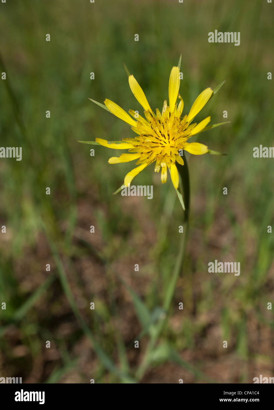 Goats beard hi-res stock photography and images - Alamy