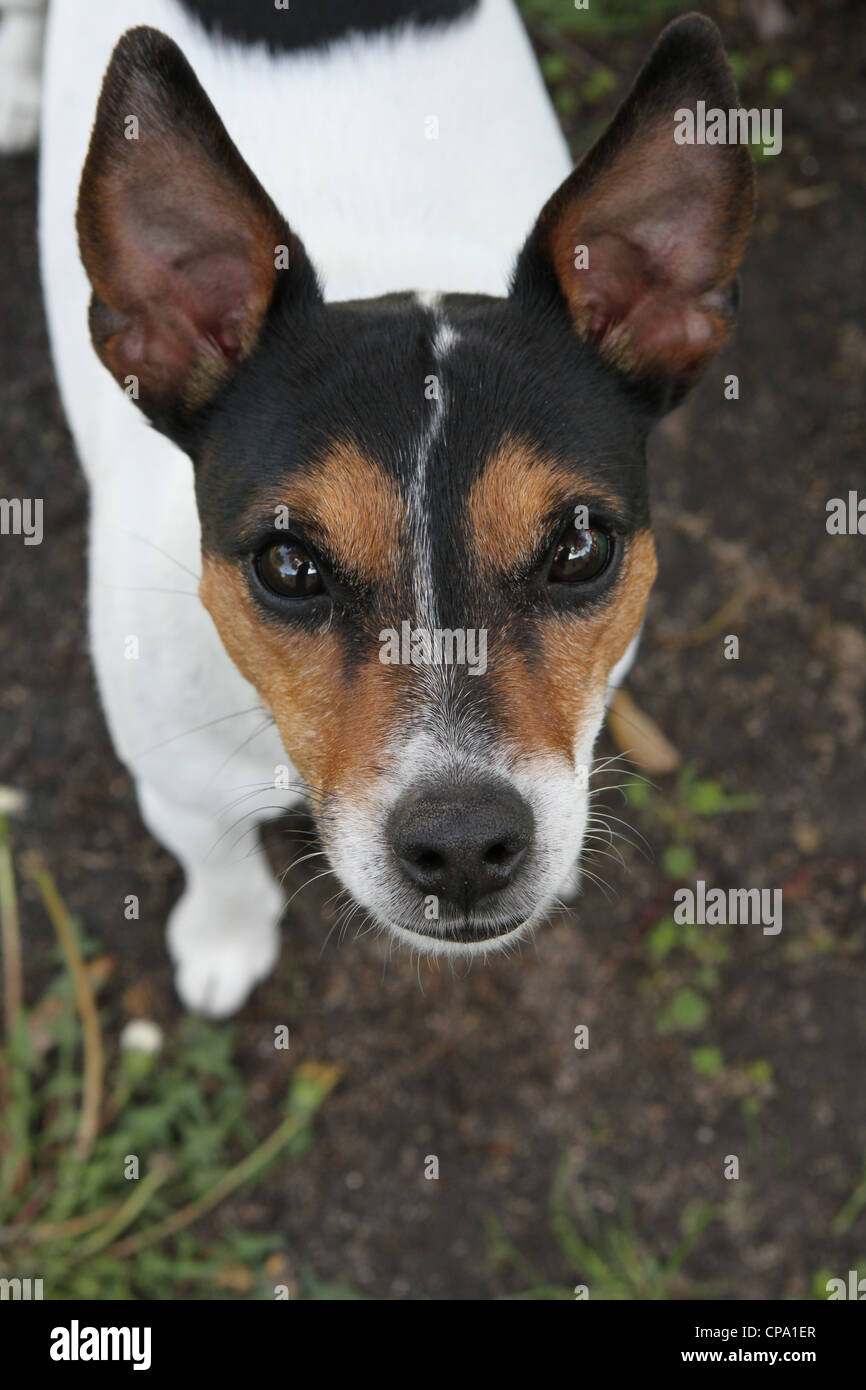 A close up of a Jack Russell Terrier Stock Photo - Alamy