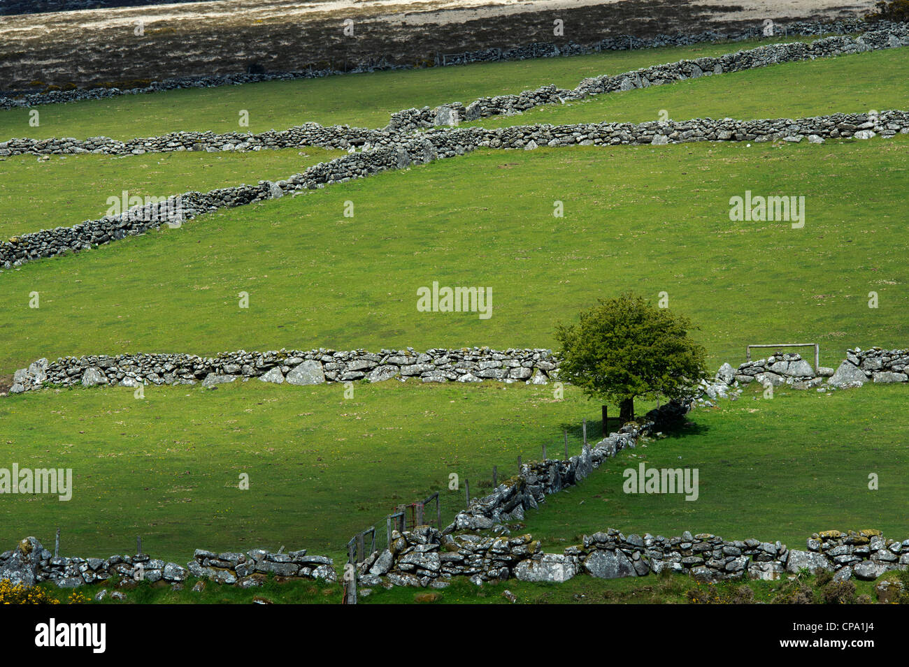 Devon dry stone walls. Dartmoor national Park. England Stock Photo - Alamy