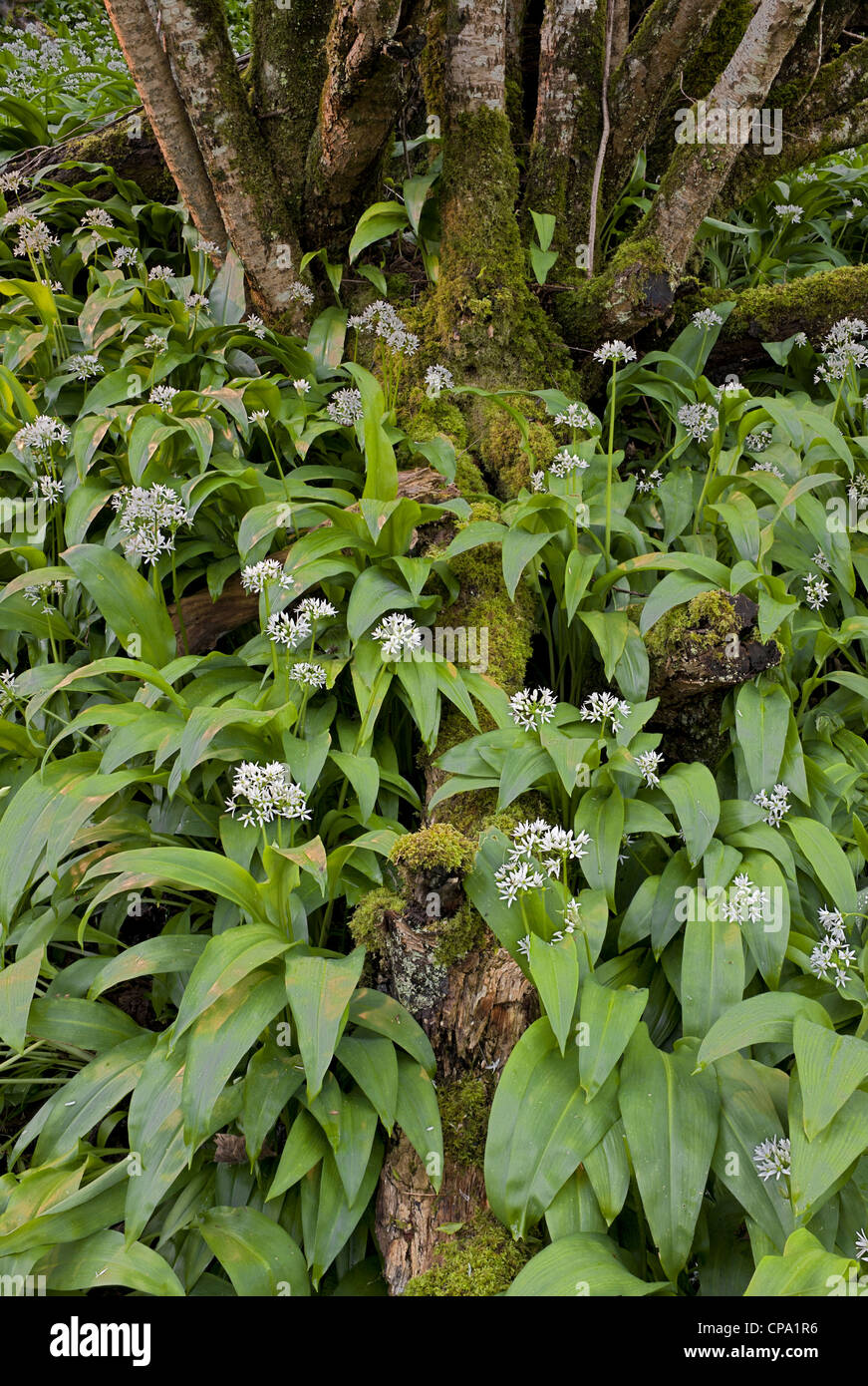 Ramsons hi-res stock photography and images - Alamy