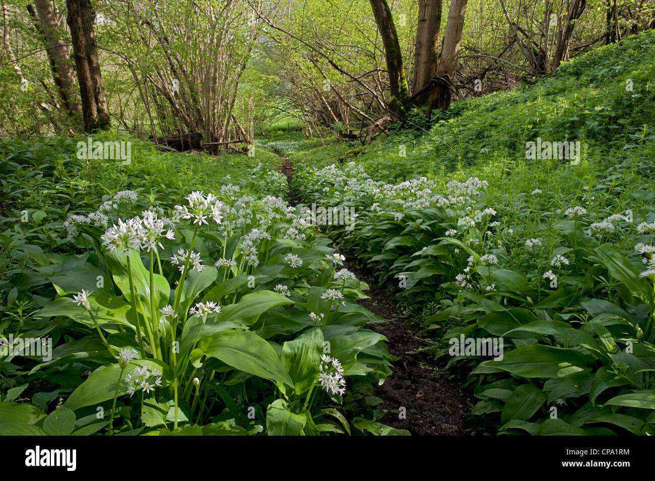 wild garlic ramsons Allium ursinum Stock Photo - Alamy