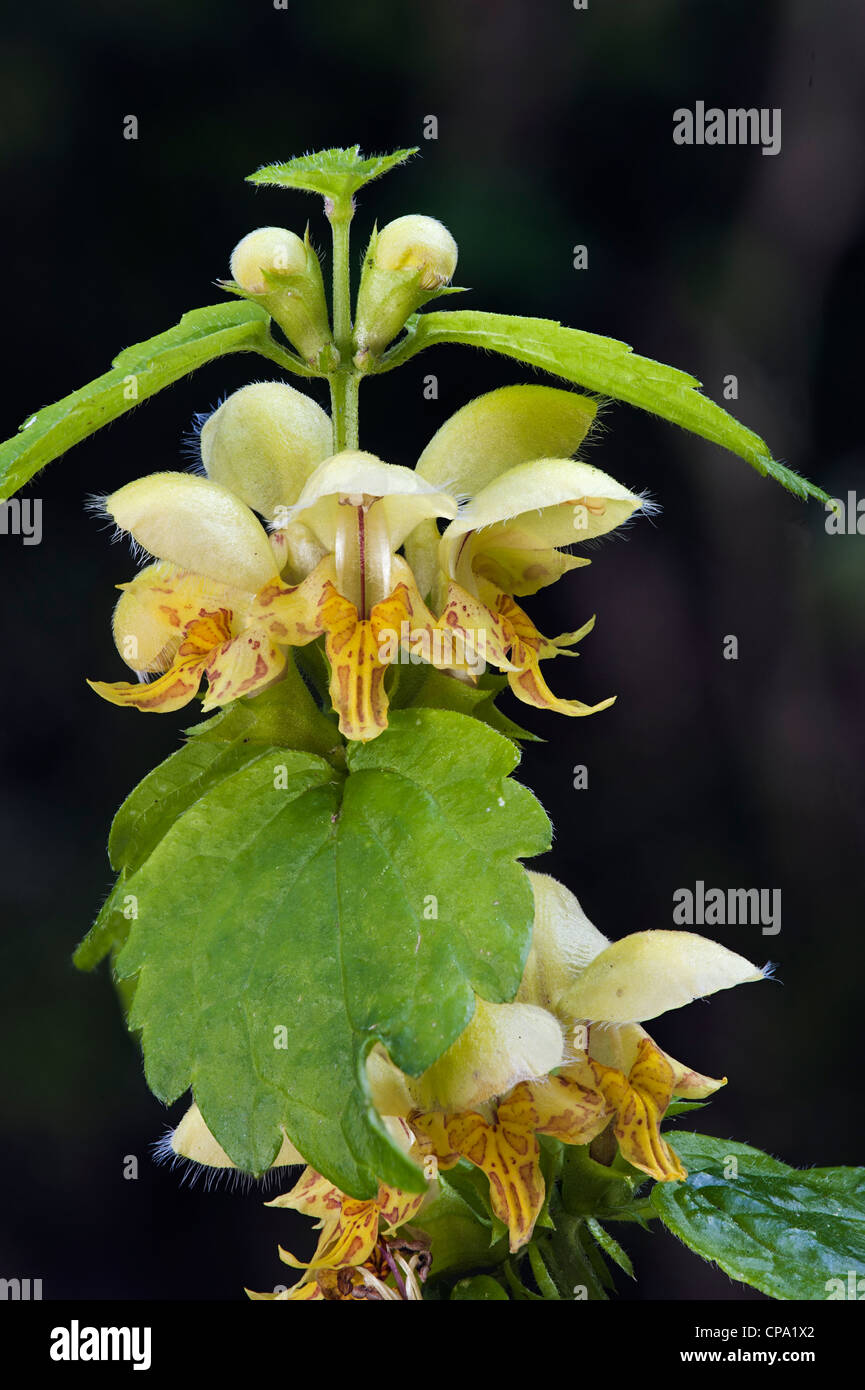 Yellow Archangel Lamiastrum galeobdolon Stock Photo - Alamy