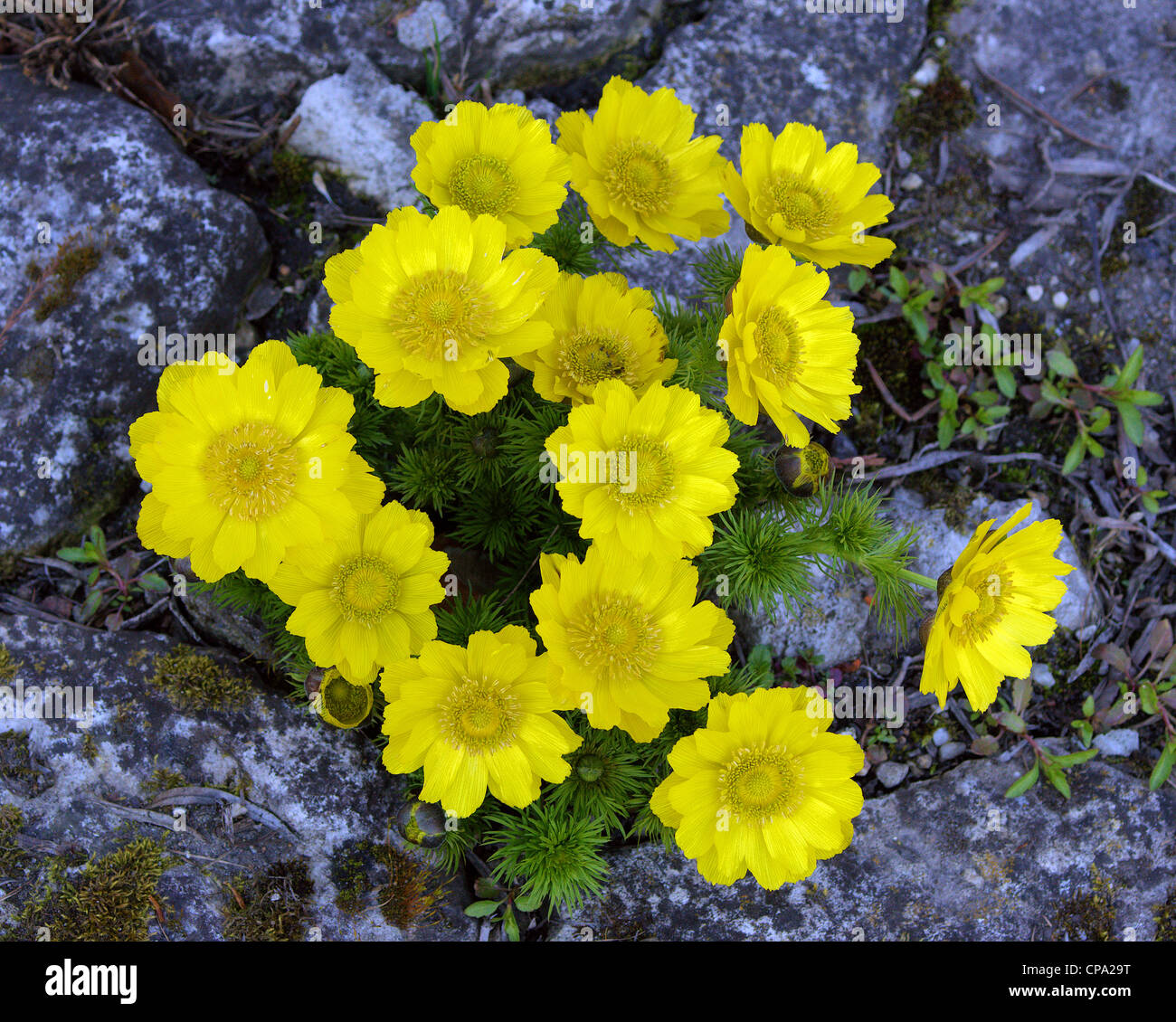 Spring adonis Pheasan's eye yellow spring flowers close up Adonis ...
