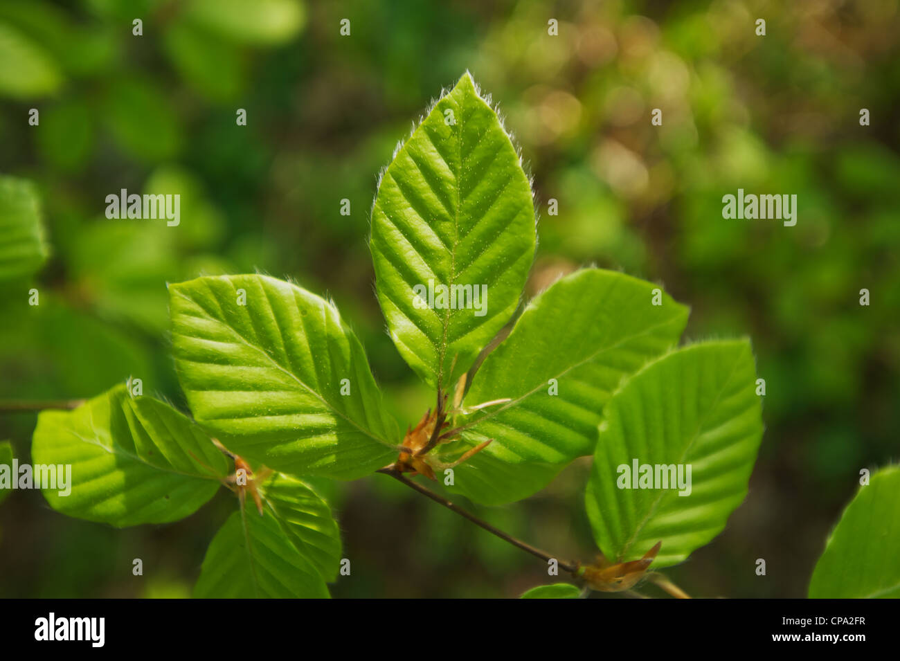 leaves of a beech tree in the forest with soft morning light Stock ...
