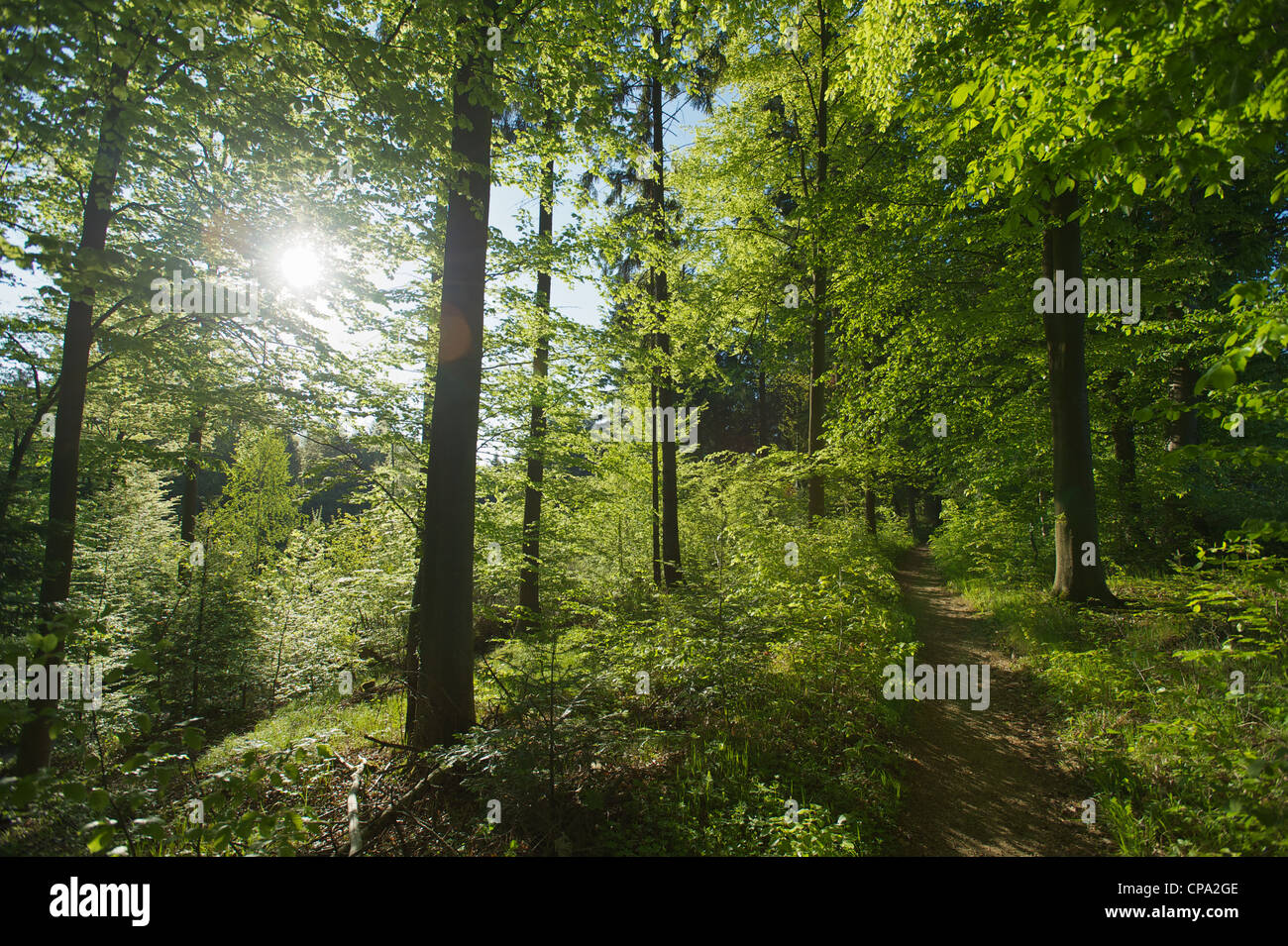 Walking in a forest with the sun hi-res stock photography and images ...