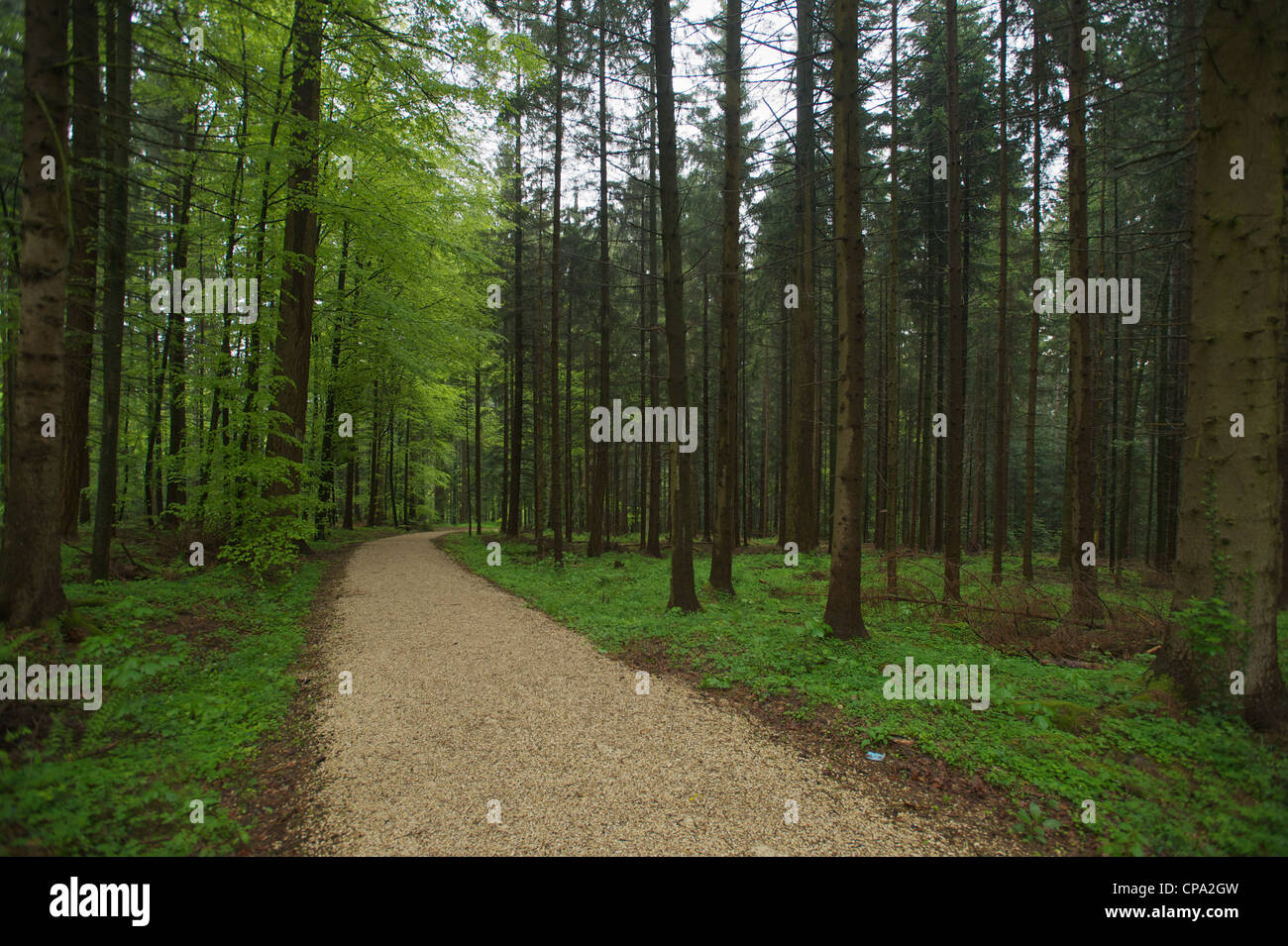 Path in a forest Stock Photo - Alamy