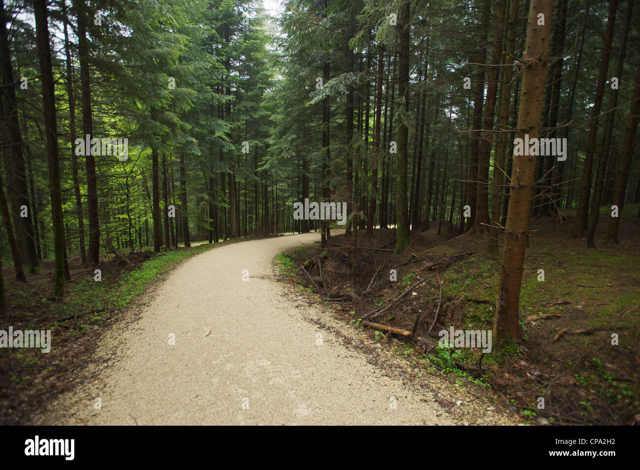 Path in a forest Stock Photo - Alamy