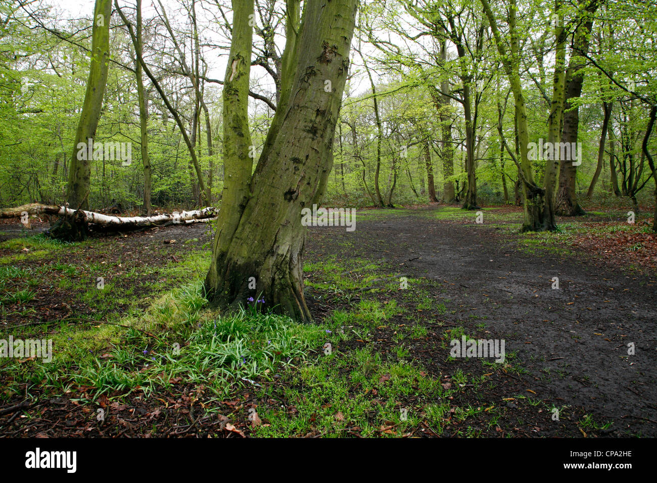 Oxleas wood hi-res stock photography and images - Alamy