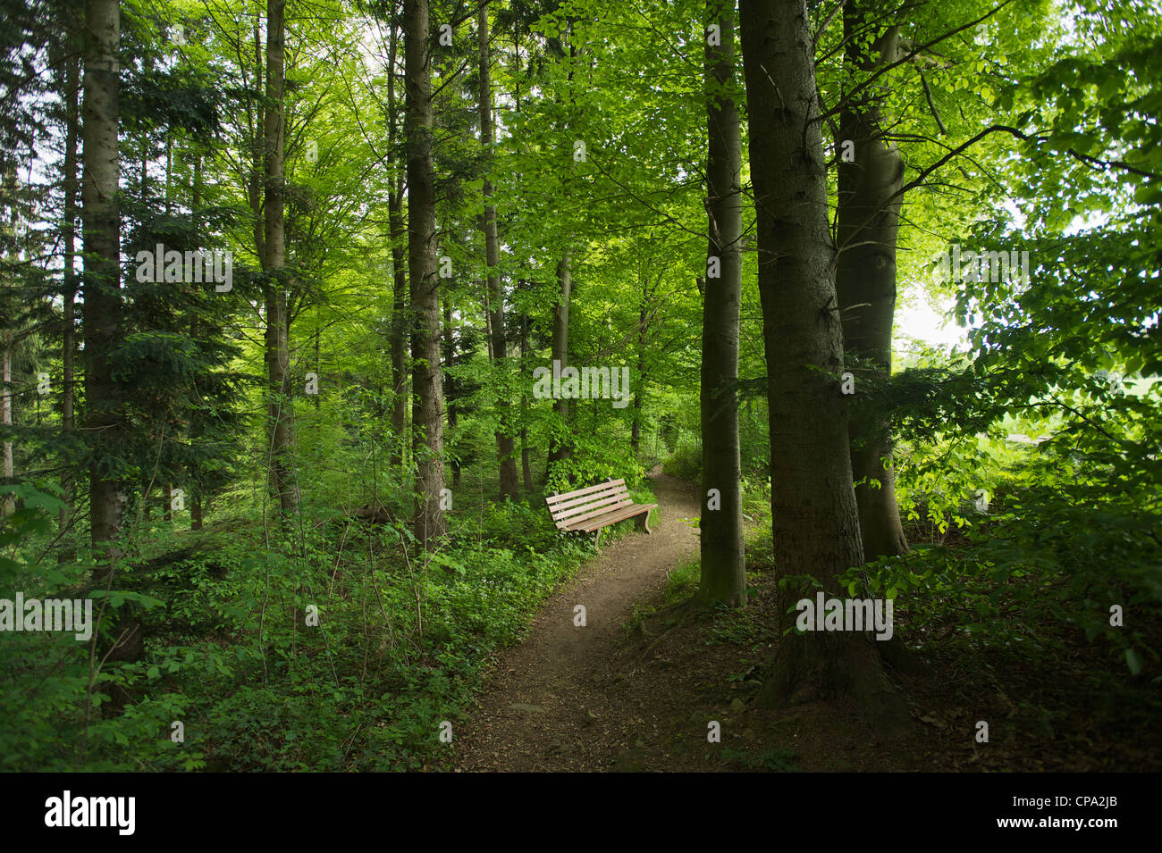 path with bench in a forest Stock Photo - Alamy