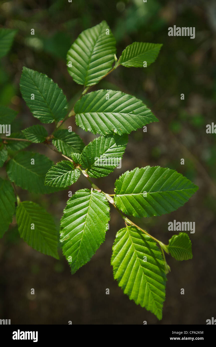 leaves of a beech tree Stock Photo - Alamy