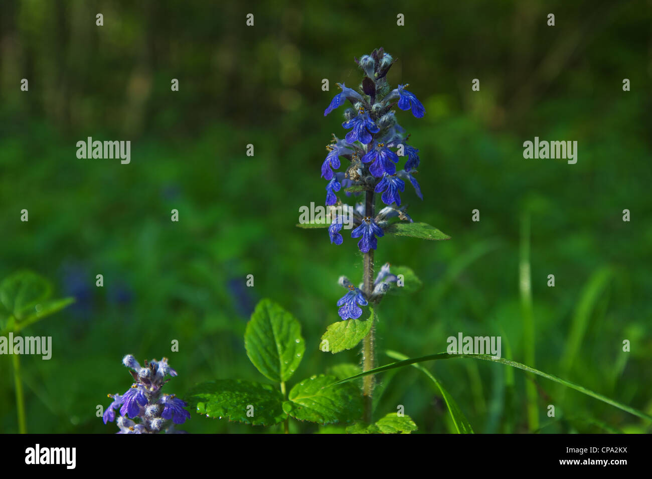 Ajuga reptans Blue Bugle or Carpetweed Stock Photo - Alamy