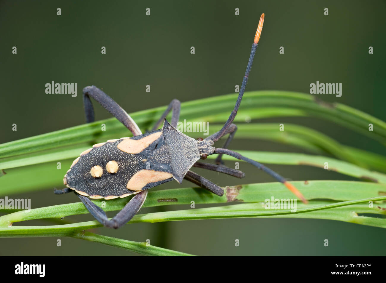 Australian Crusader bug nymph Stock Photo - Alamy