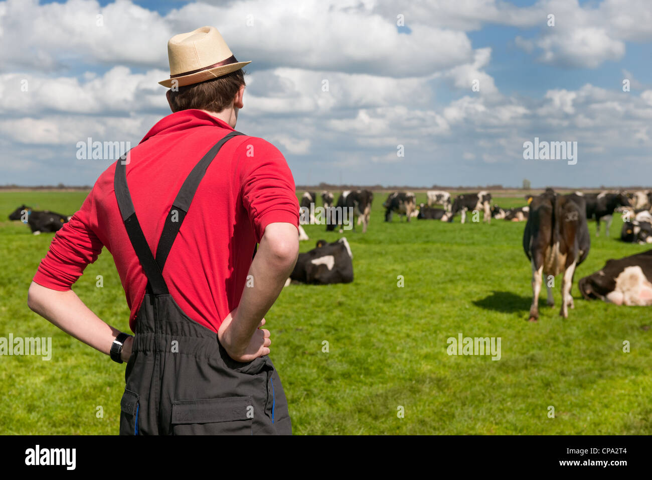 Typical Dutch landscape with farmer and black and white cows in the ...