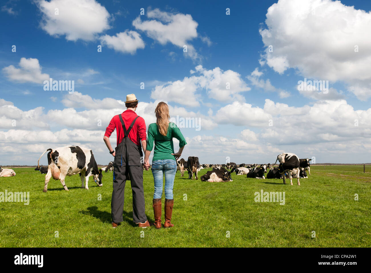 Typical Dutch landscape with farmers and black and white cows in the ...