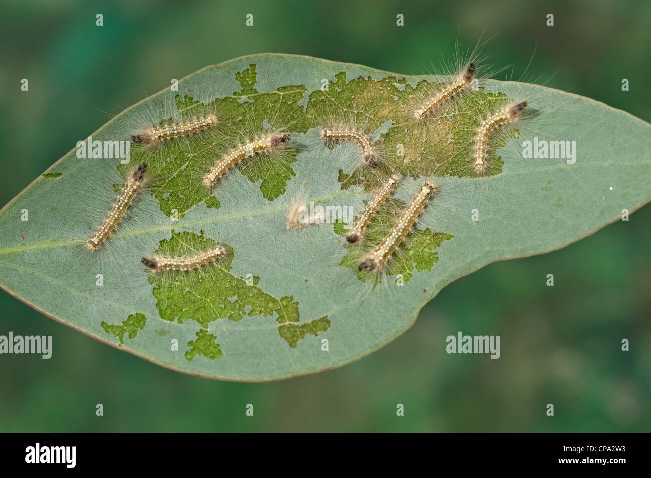 Gum leaf skeletonizing caterpillars Stock Photo - Alamy