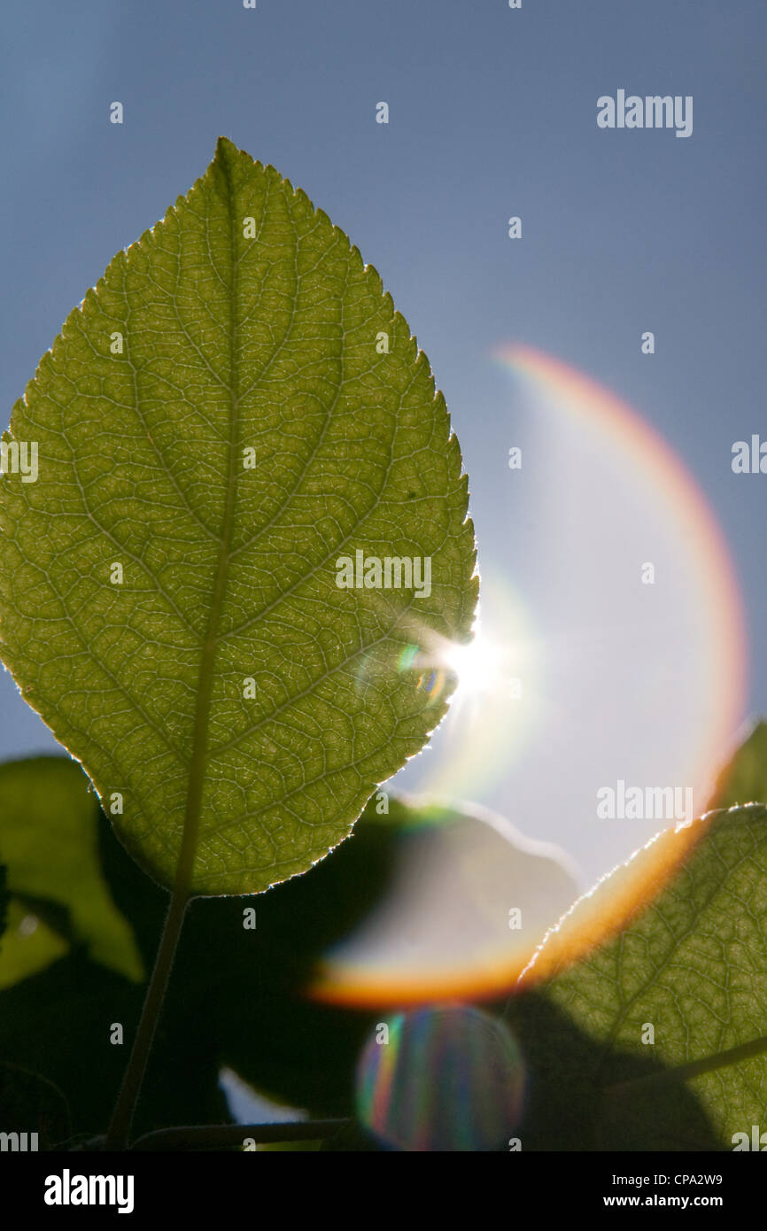 Diffracted hi-res stock photography and images - Alamy