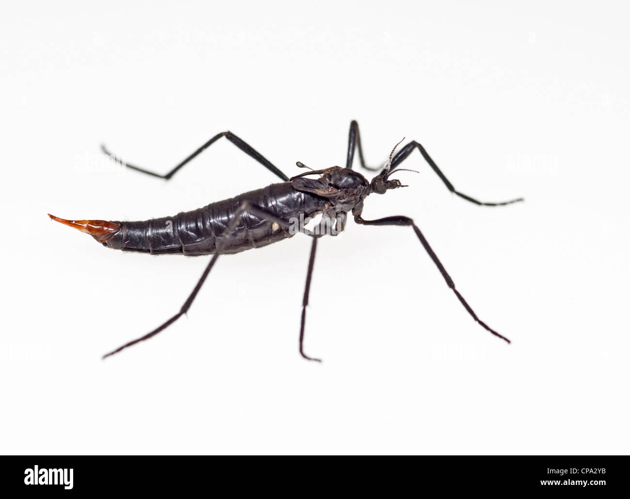 Australian wingless crane fly Stock Photo - Alamy