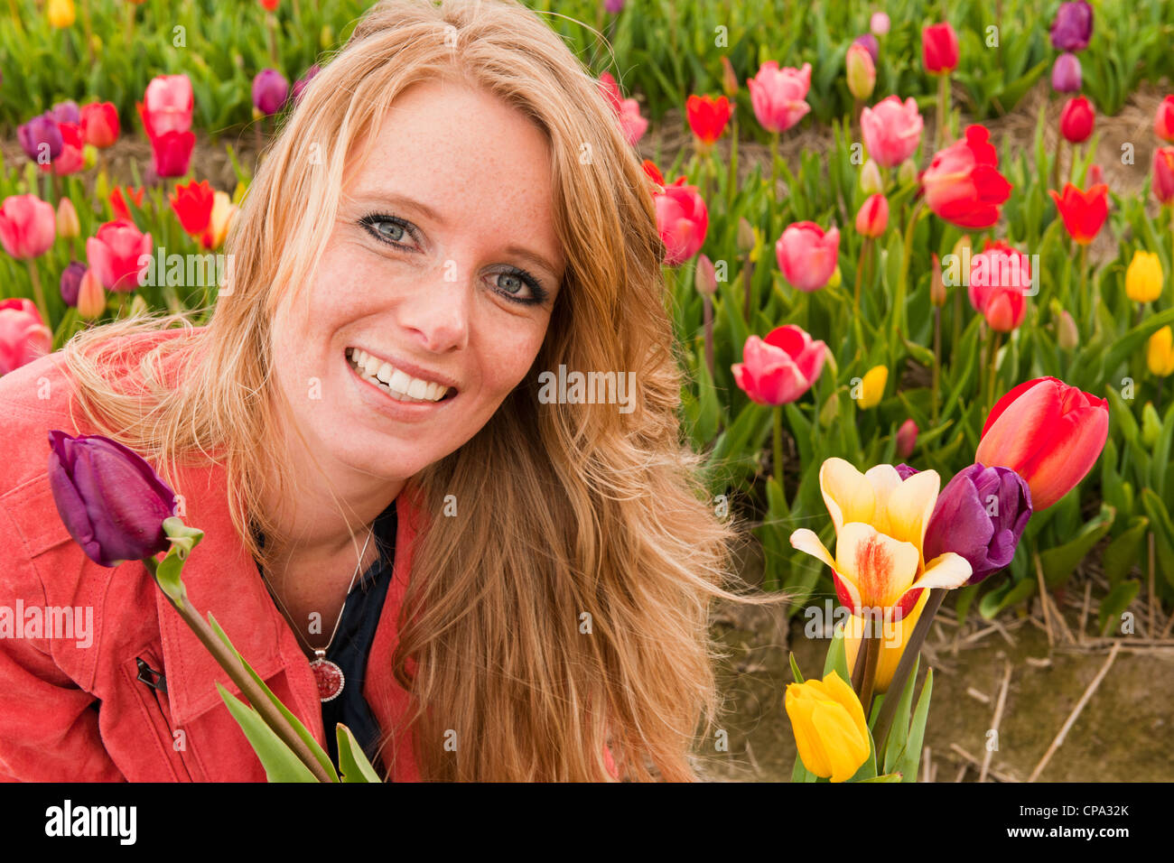 Field of tulips picking hi-res stock photography and images - Alamy