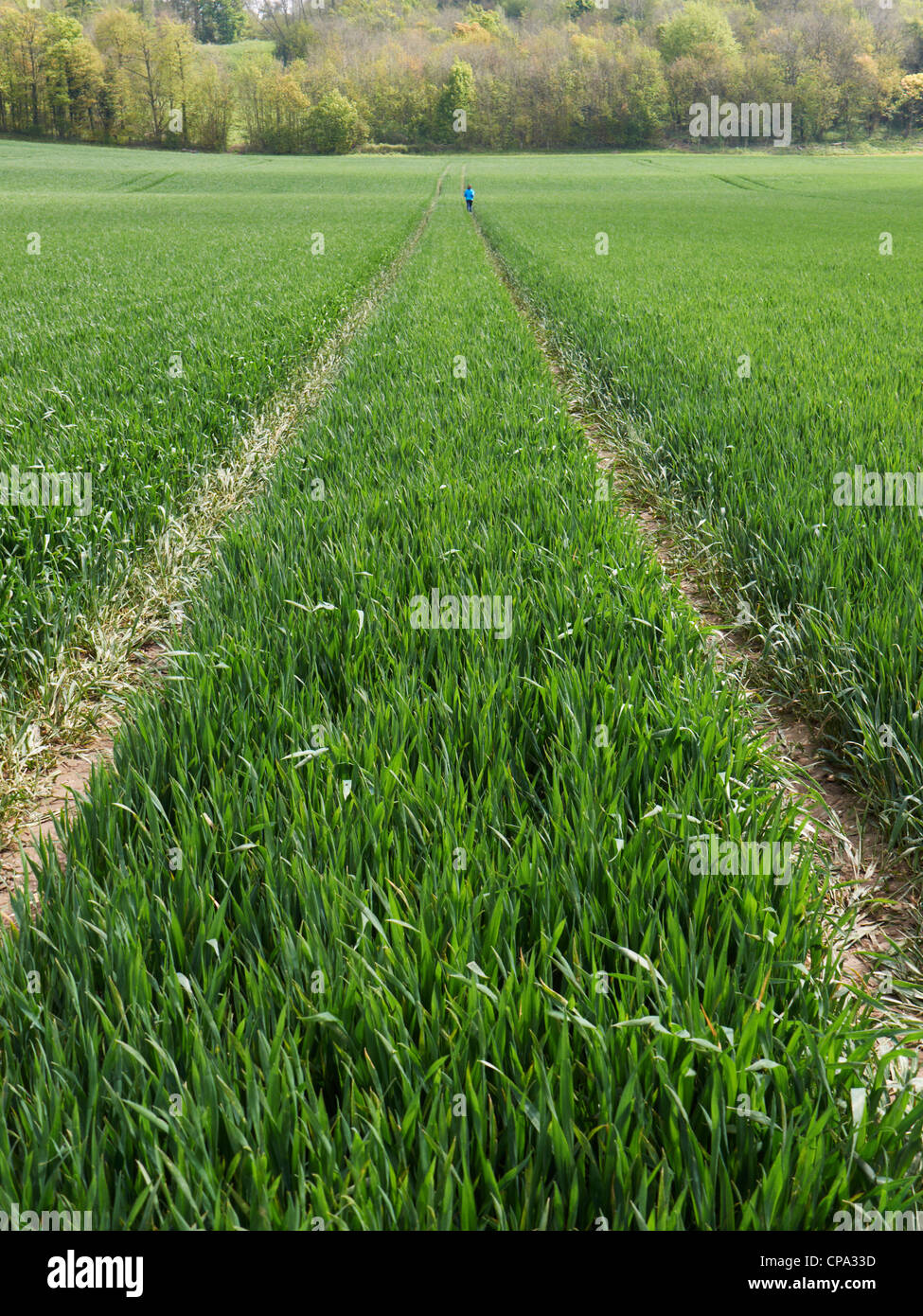 wheat crops growing in a field Stock Photo - Alamy