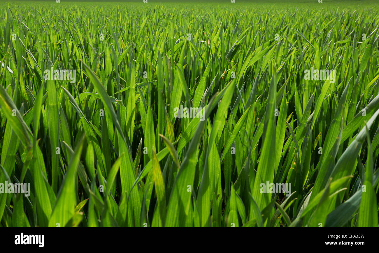 wheat crops growing in a field Stock Photo - Alamy