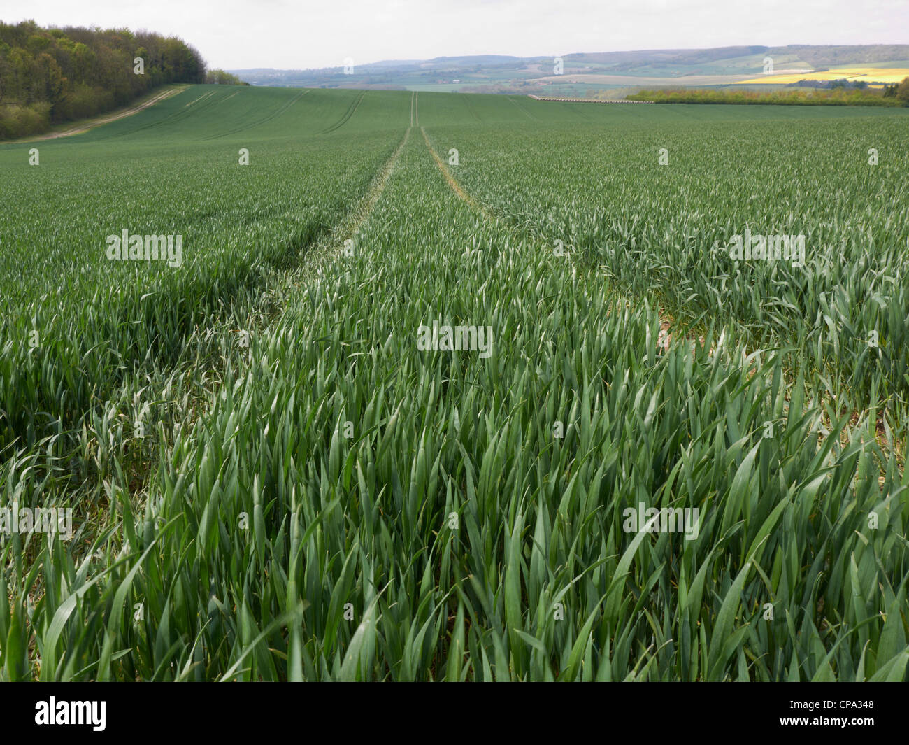 wheat crops growing in a field Stock Photo - Alamy