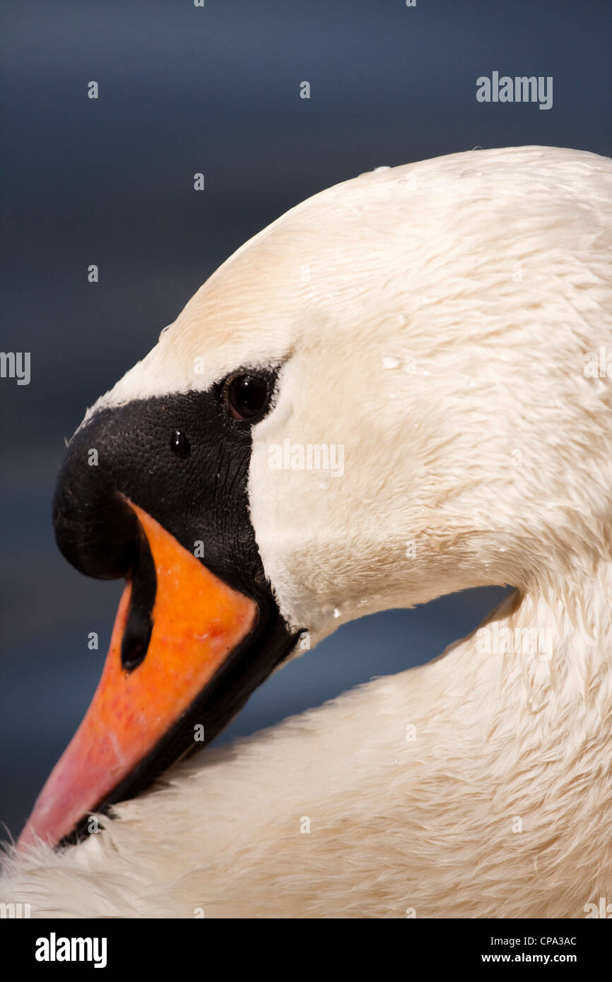 Mute swan, England, UK Stock Photo - Alamy
