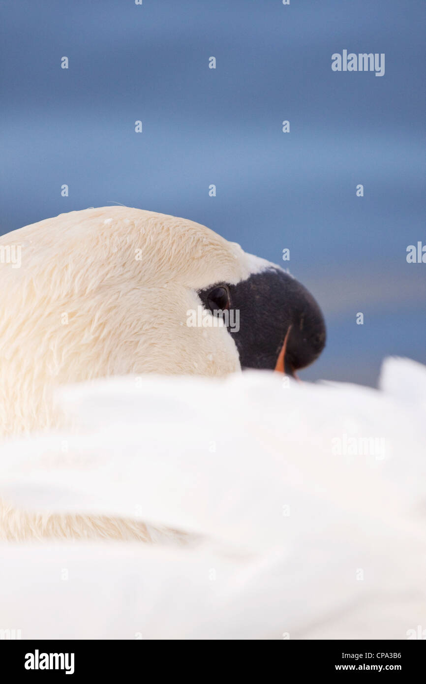 Mute swan, England, UK Stock Photo - Alamy