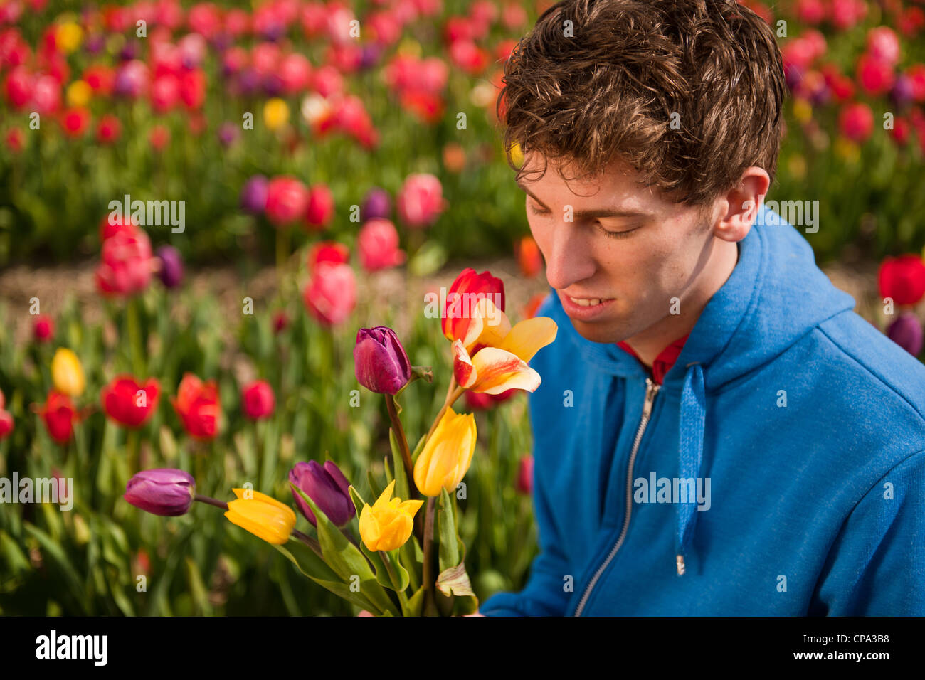 Young man is picking flowers in Dutch flower fields Stock Photo - Alamy