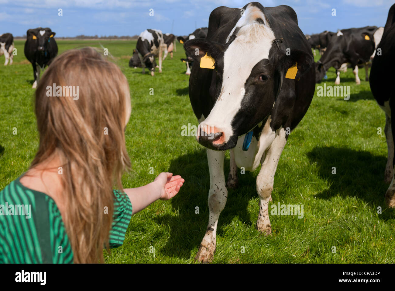 Blonde girl with Dutch black and white cows Stock Photo - Alamy