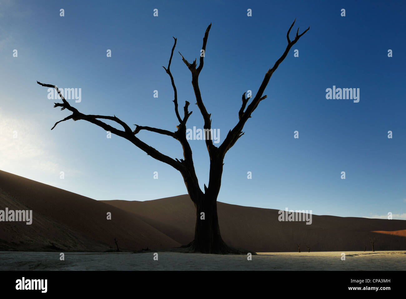Dead tree in Sossusvlei, Namibia Stock Photo - Alamy