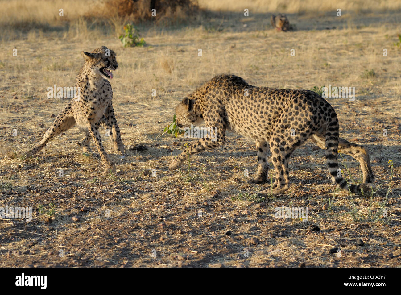 Two Cheetah interact Stock Photo - Alamy