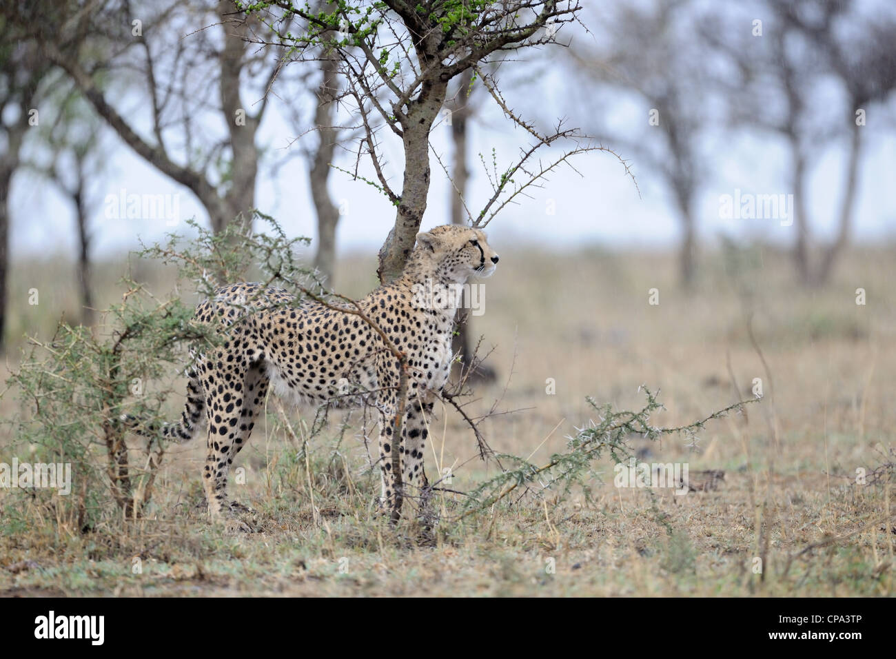 Cheetah in rain hi-res stock photography and images - Alamy