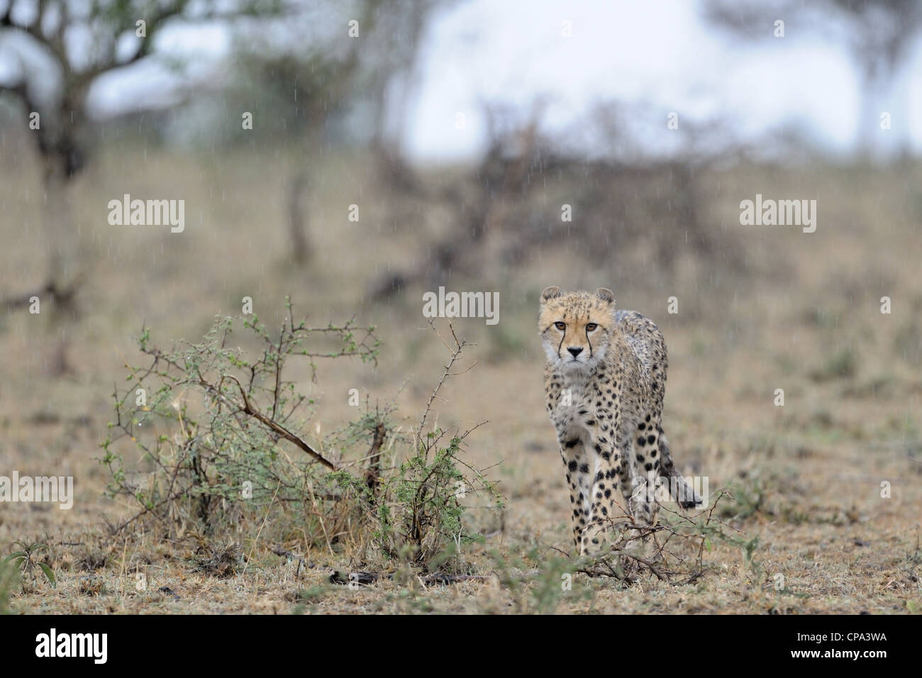 Cheetah in rain hi-res stock photography and images - Alamy