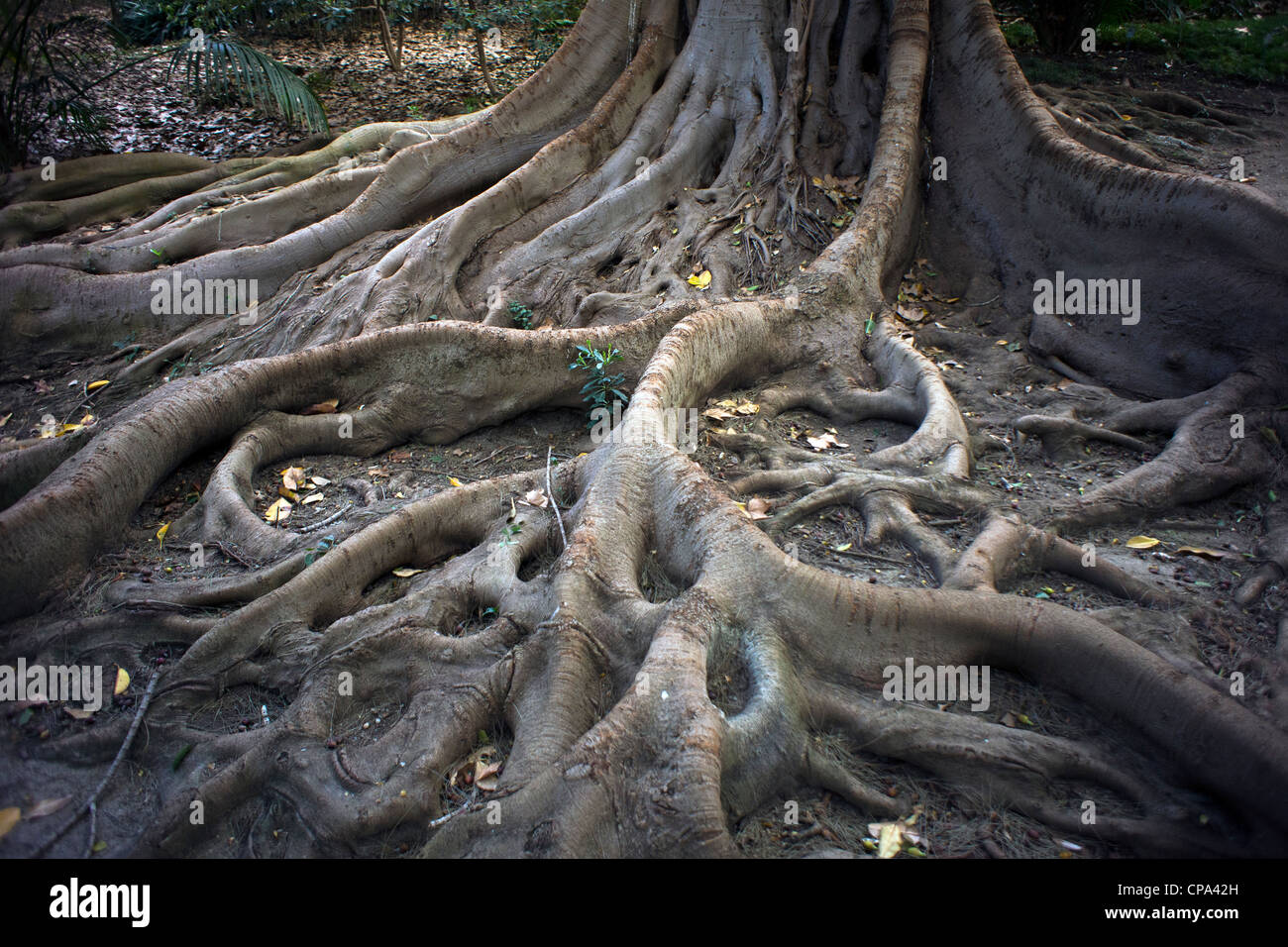 TREE ROOTS SNAKE LIKE Stock Photo - Alamy