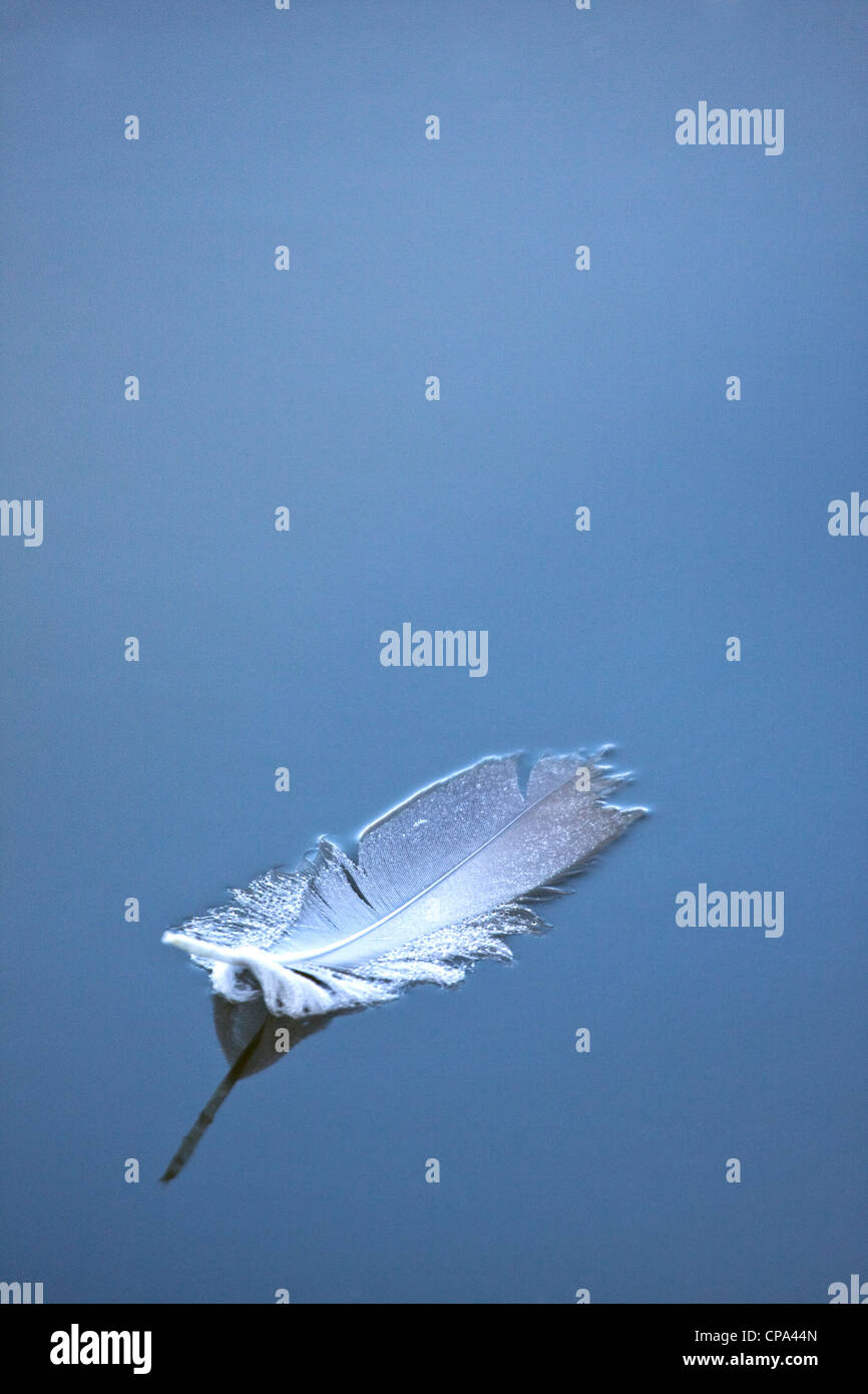 Mute Swan feather floating in water, England, UK Stock Photo - Alamy