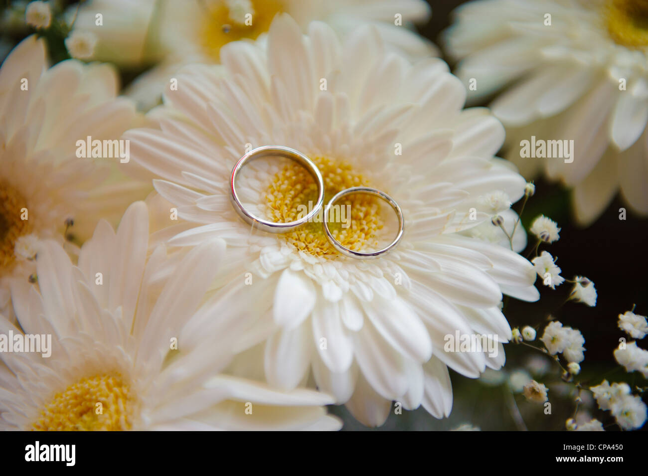 Daisy rings hi-res stock photography and images - Alamy
