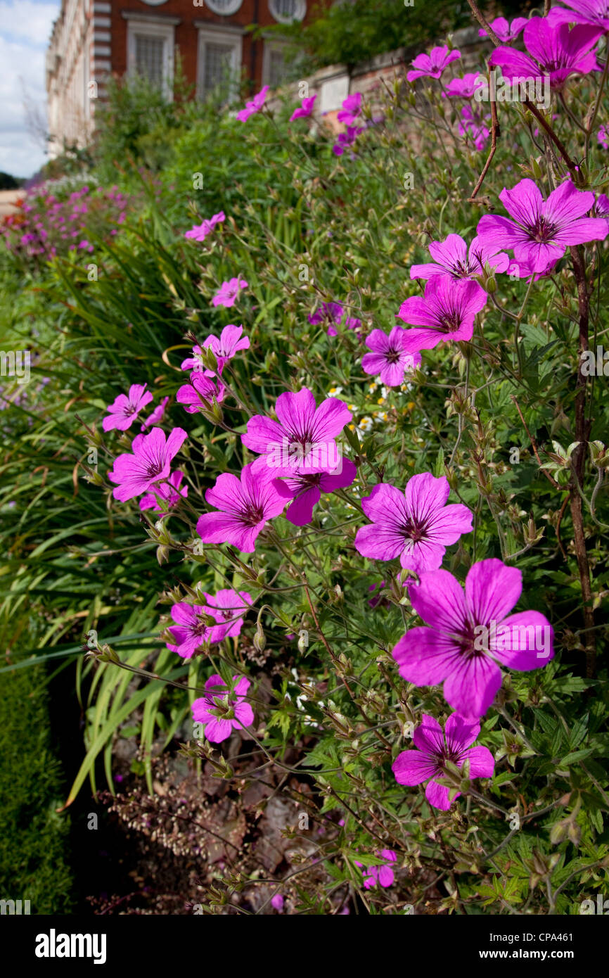 Geranium in flower border, England, UK Stock Photo - Alamy